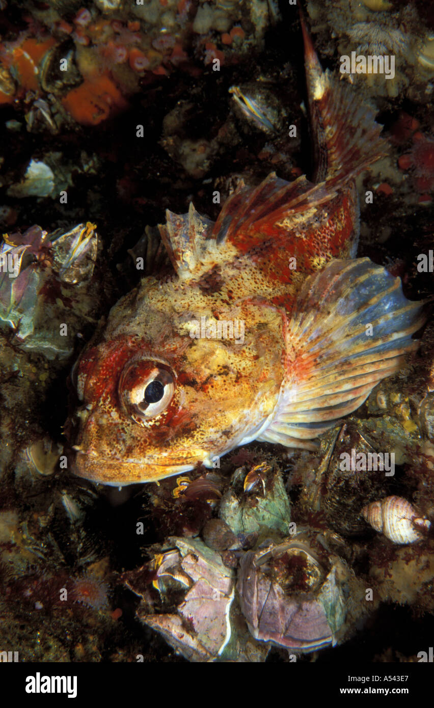 Red irish lord fish hi-res stock photography and images - Alamy