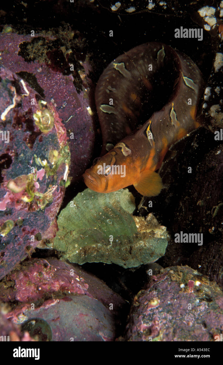 Gunnel fish hi-res stock photography and images - Alamy