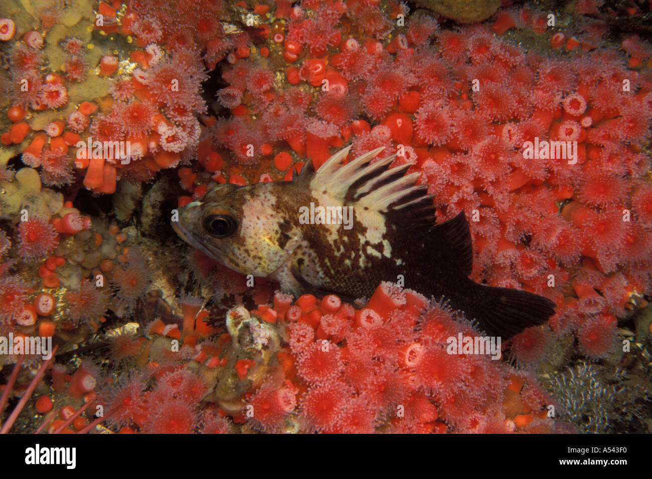 Quillback Rockfish Sebastes maliger Stock Photo - Alamy