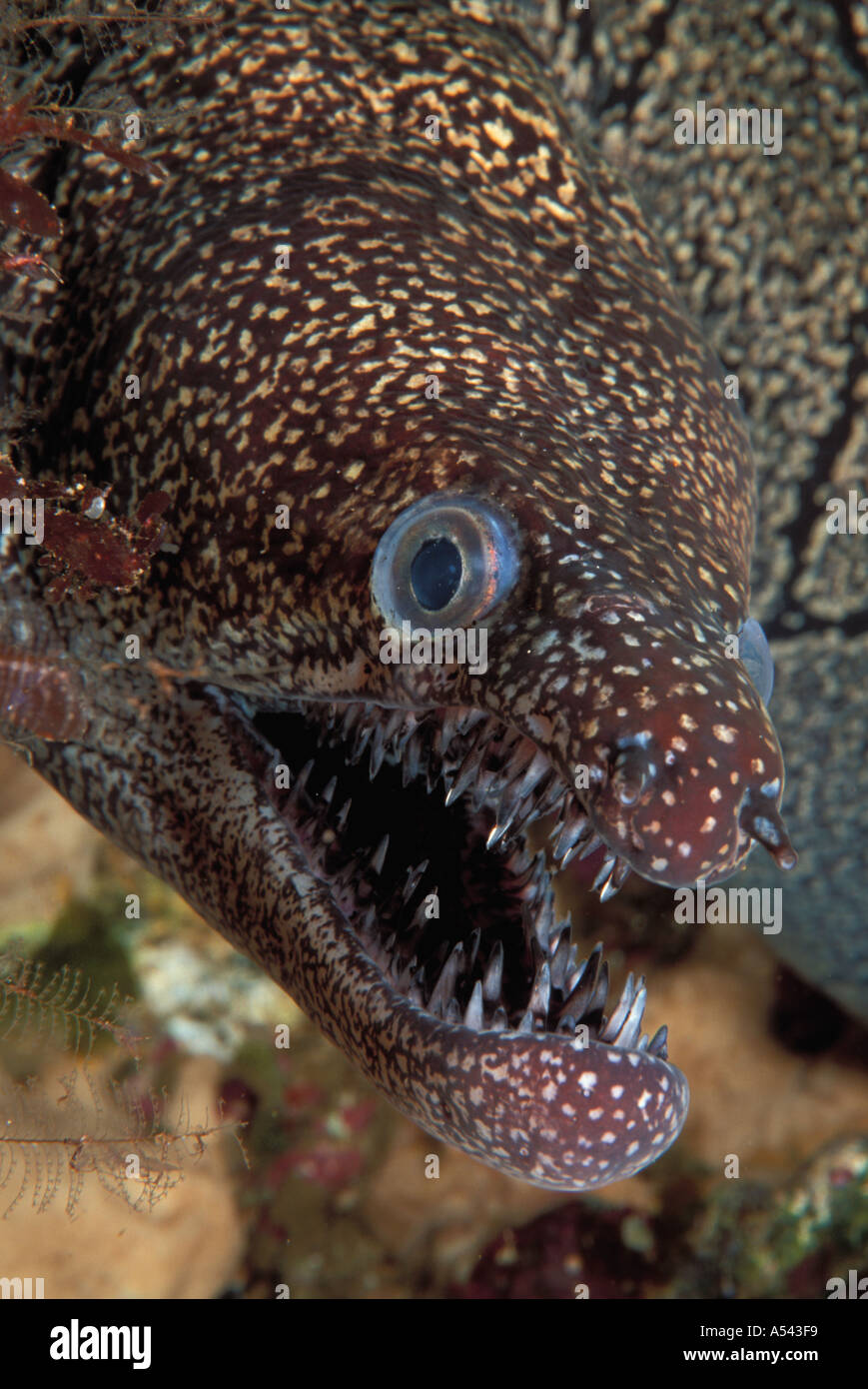 Mosaic Moray Enchelycore ramosa Stock Photo - Alamy