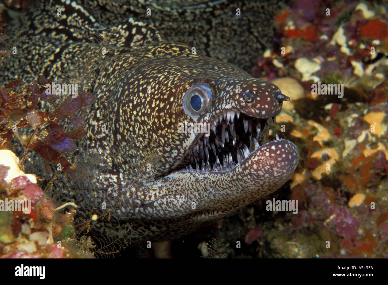 Mosaic Moray Enchelycore ramosa Stock Photo - Alamy
