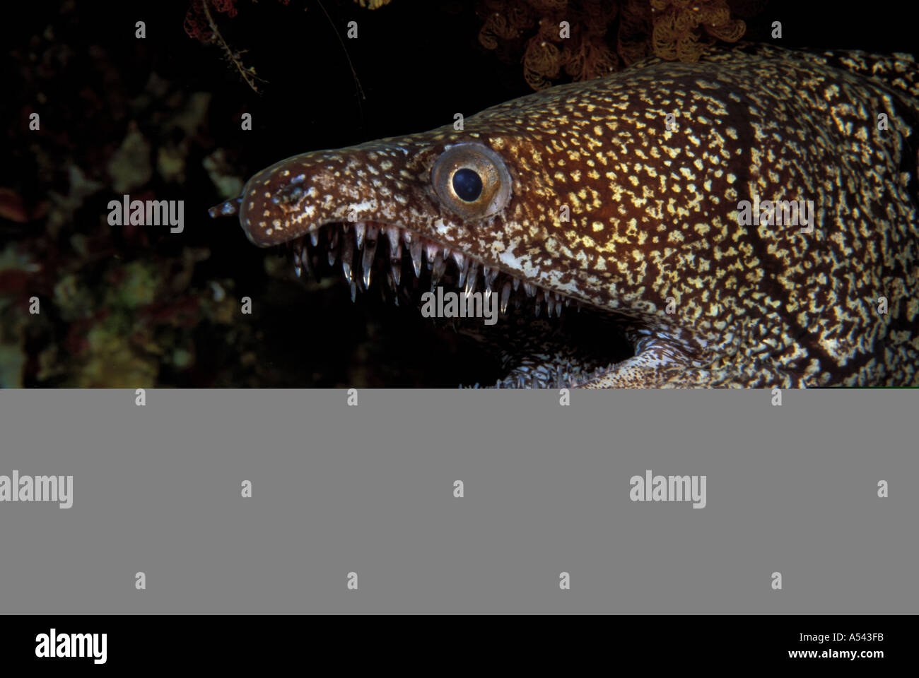 Mosaic moray eel hi-res stock photography and images - Alamy