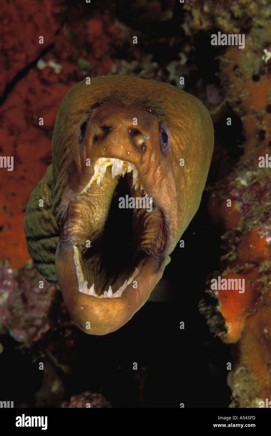 Yellow Moray Gymnothorax prasinus Stock Photo - Alamy