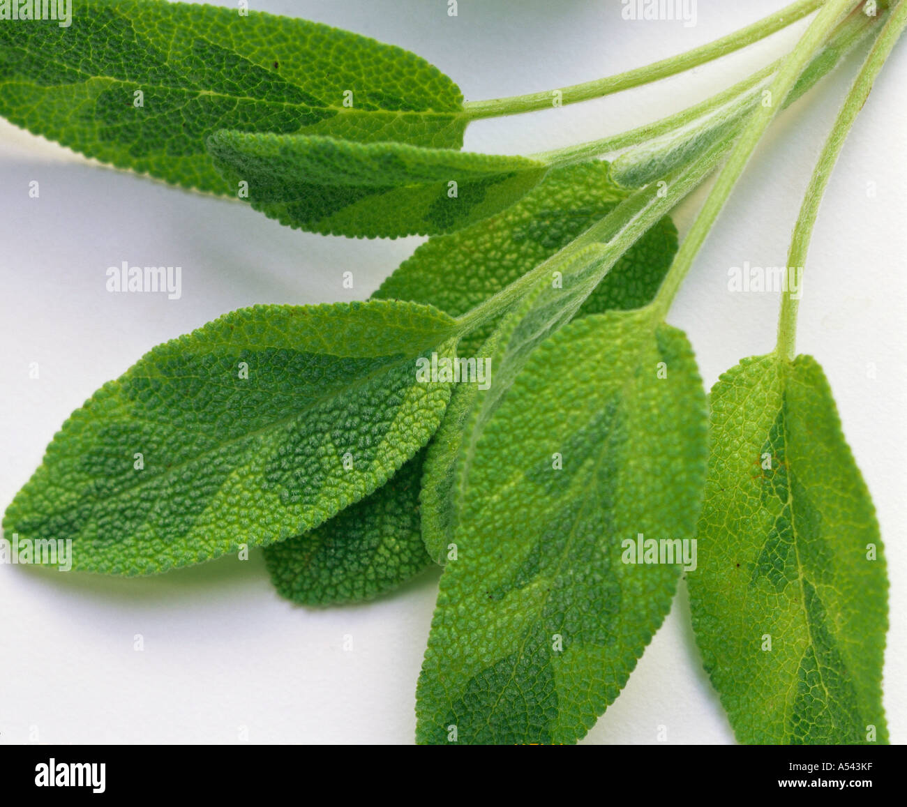 Golden salvia hi-res stock photography and images - Alamy