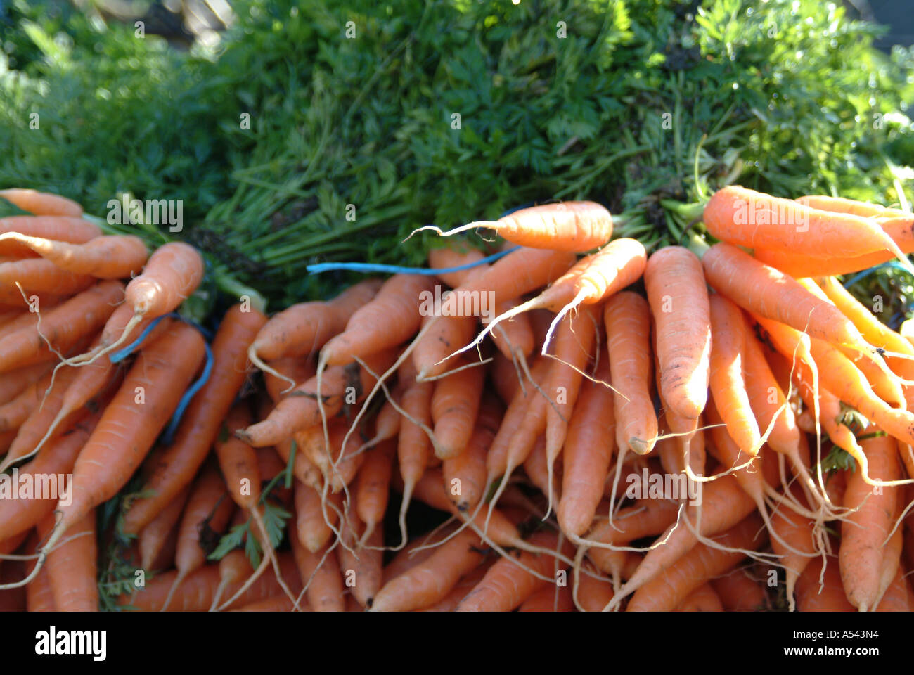 In bunches hi-res stock photography and images - Alamy