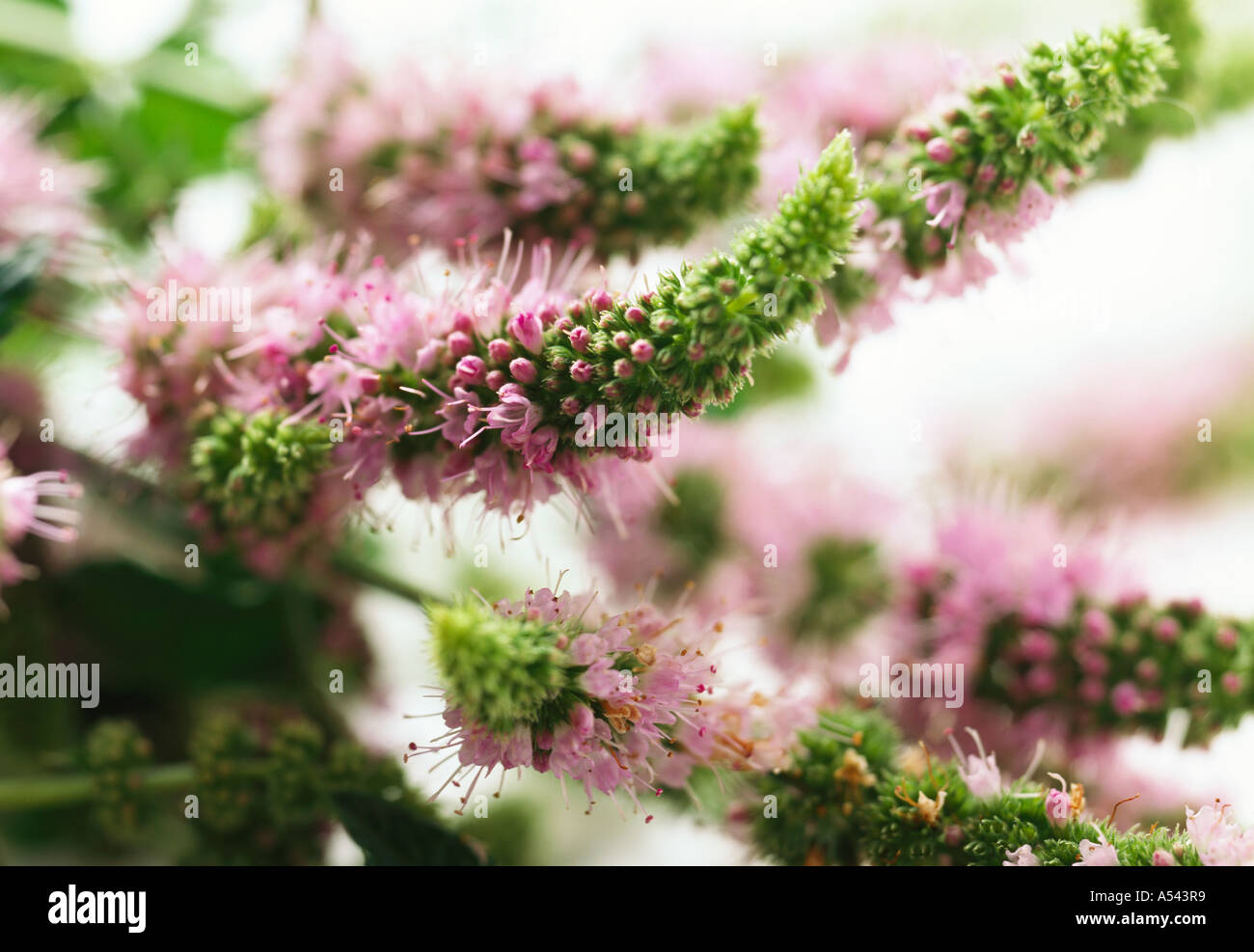 Mint flowers close up Stock Photo - Alamy