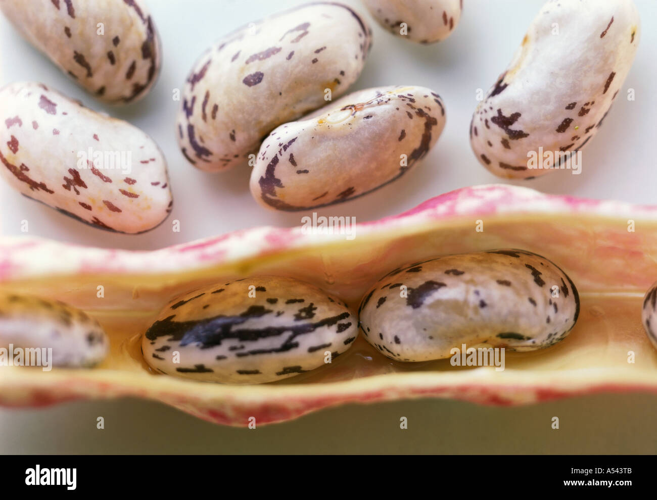 Opened Tongues of Fire bean pod and beans Stock Photo - Alamy
