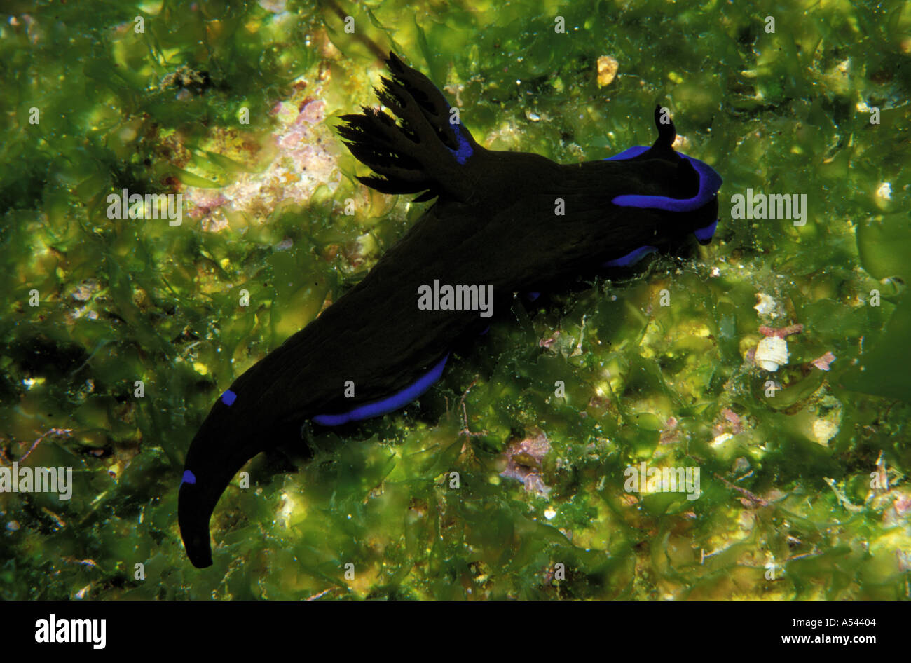 Morosa hi-res stock photography and images - Alamy