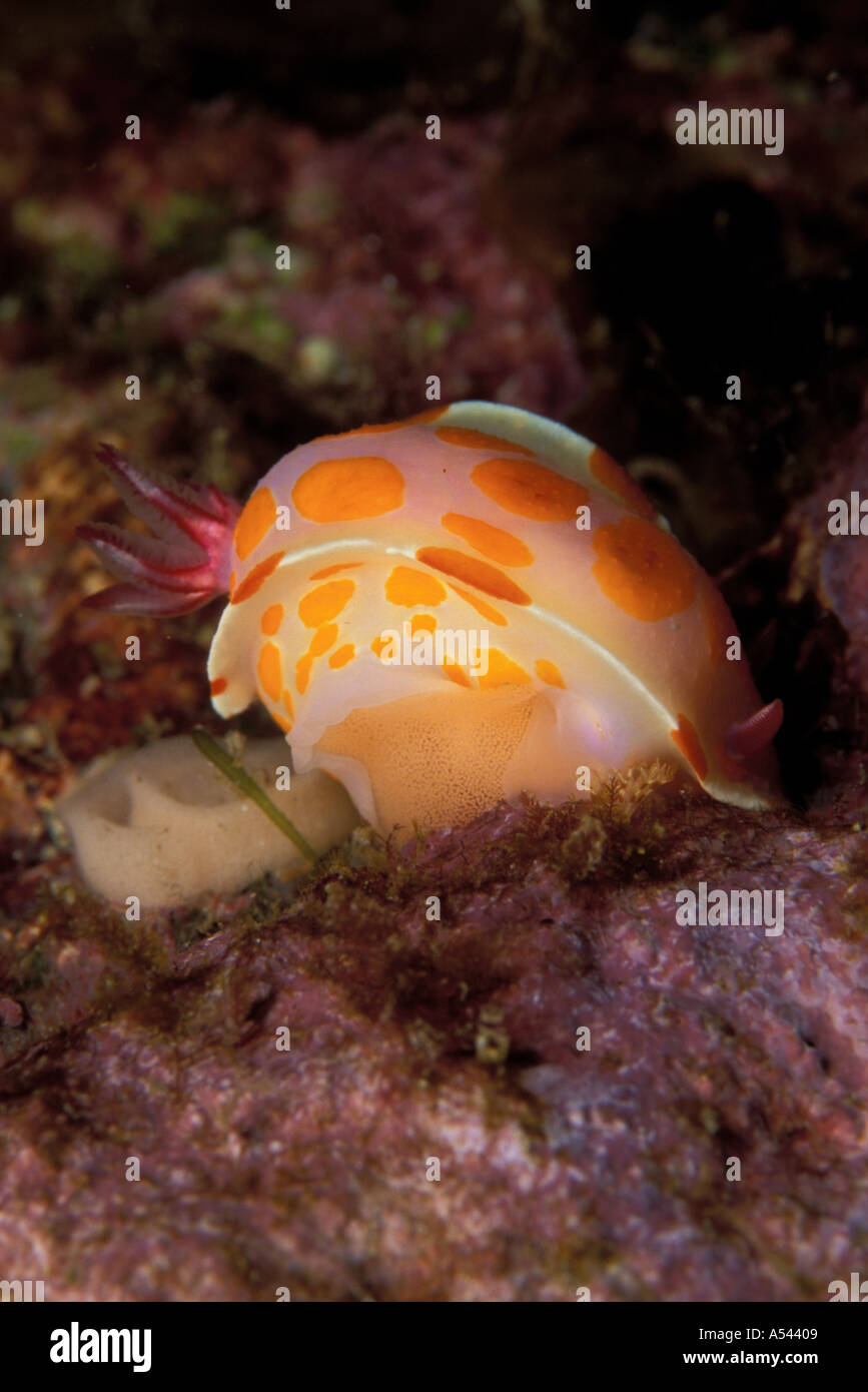 Slug laying eggs hi-res stock photography and images - Alamy