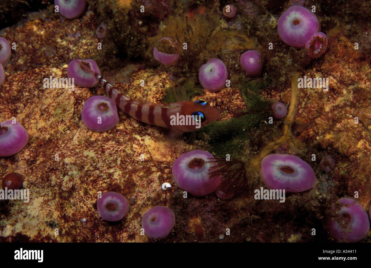 Blue eyed Triplefin Notoclinops segmentatus Stock Photo - Alamy
