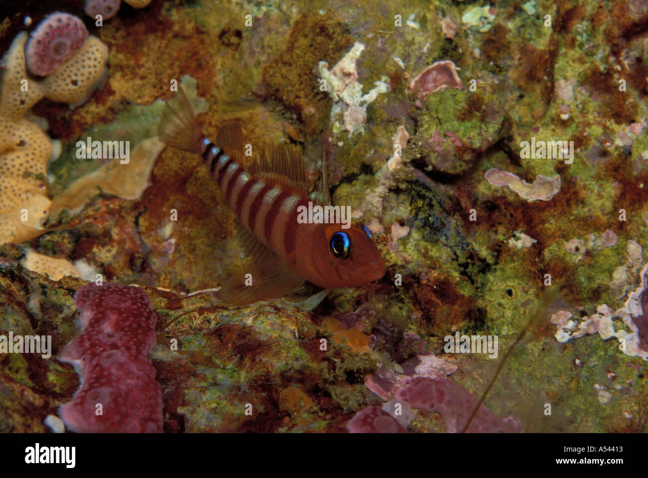 Segmentatus hi-res stock photography and images - Alamy