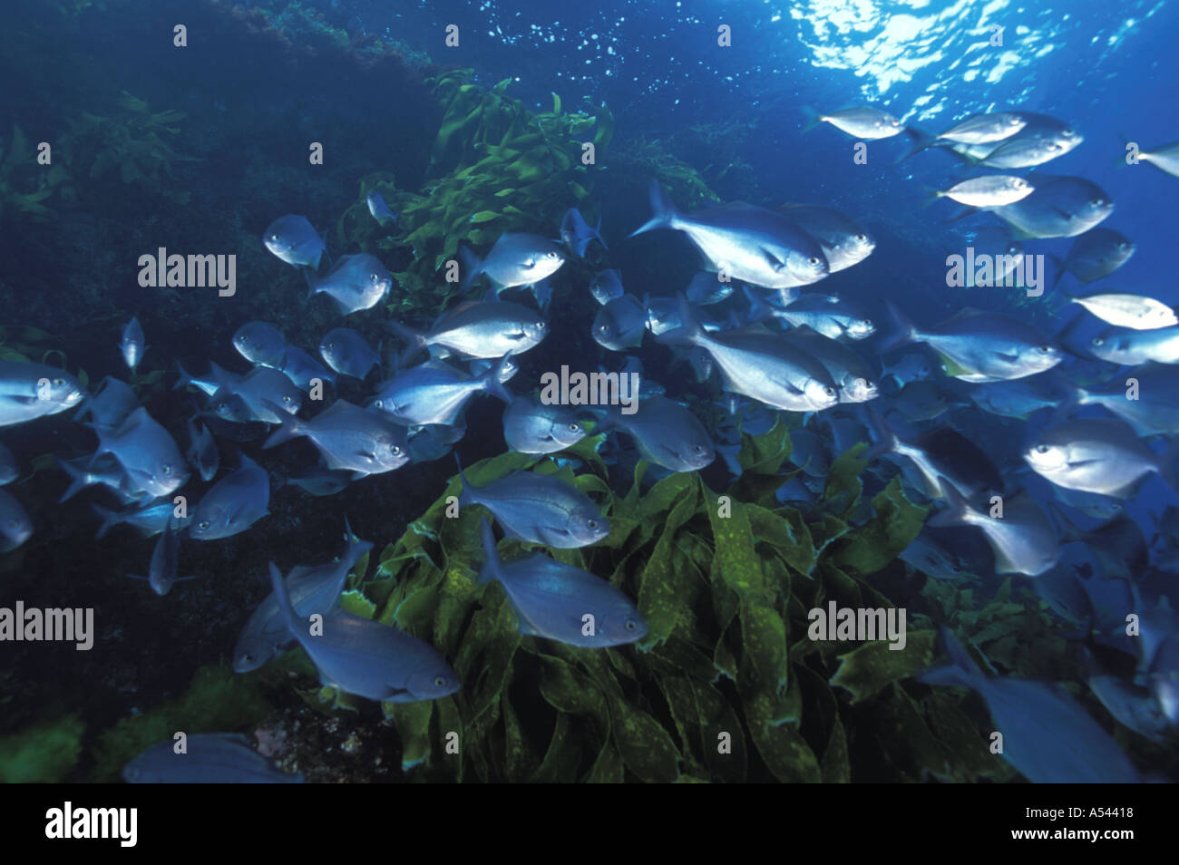 Sweep Scorpis lineolatus Stock Photo - Alamy