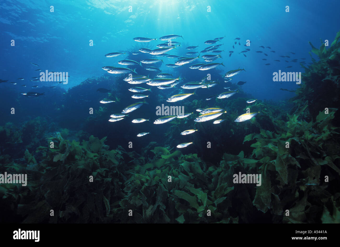 Koheru Decapterus koheru Stock Photo - Alamy
