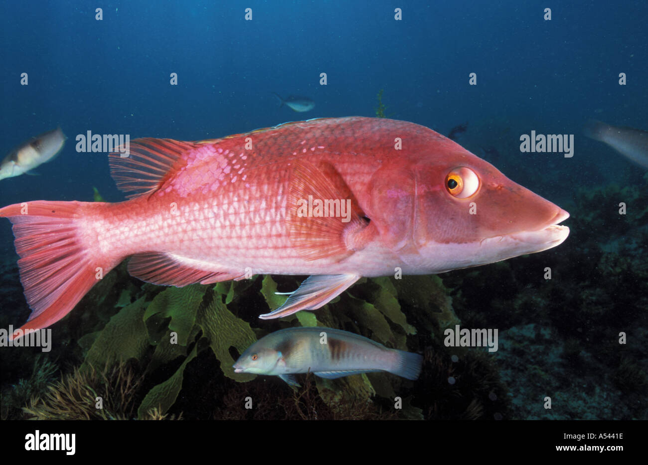 Red Pigfish Bodianus unimaculatus Supermale Stock Photo - Alamy