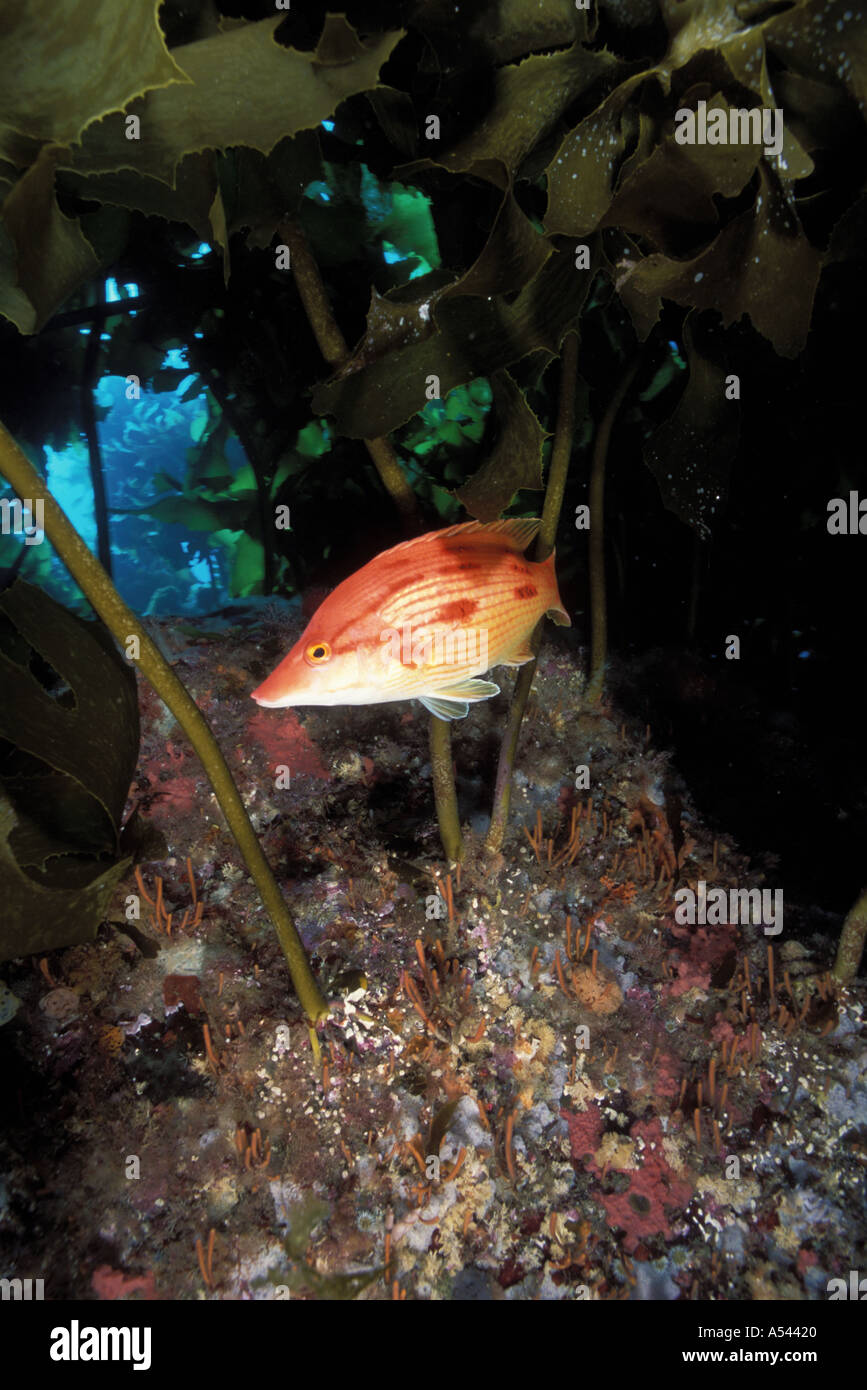 Red Pigfish Bodianus unimaculatus Stock Photo - Alamy