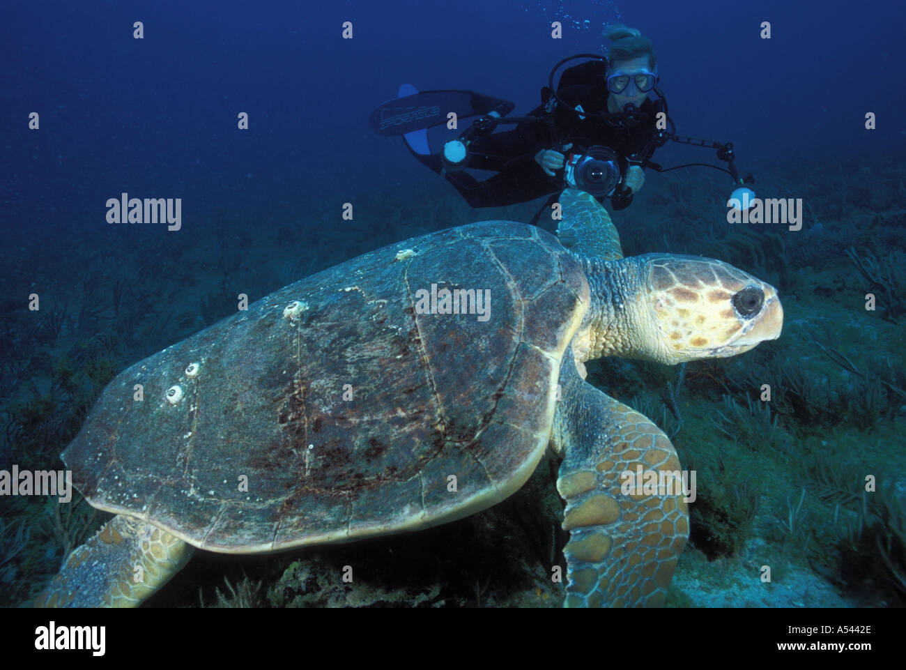 Carretta carretta hi-res stock photography and images - Alamy