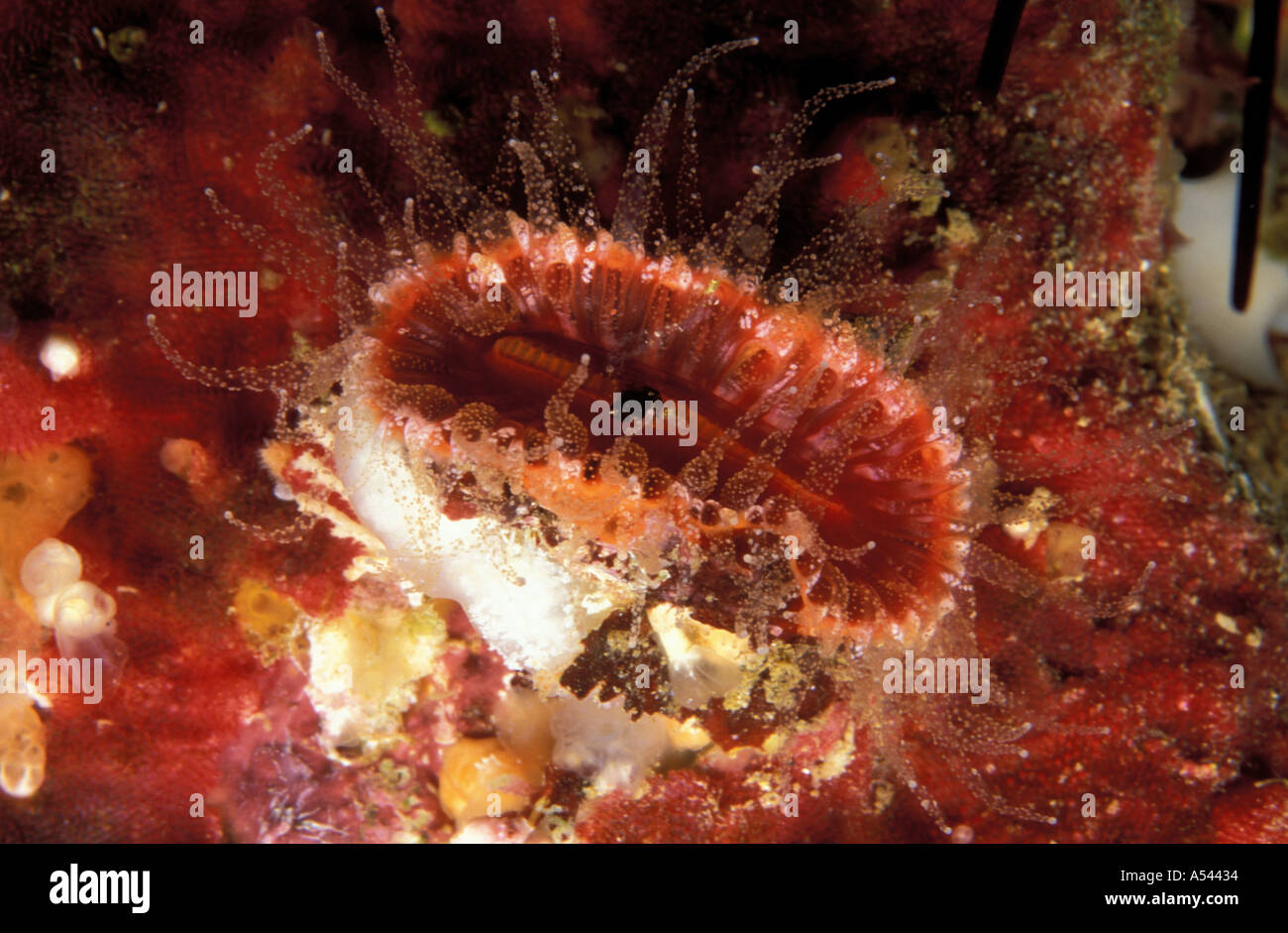 Solitary Hard Coral Monomyces rubrum Stock Photo - Alamy