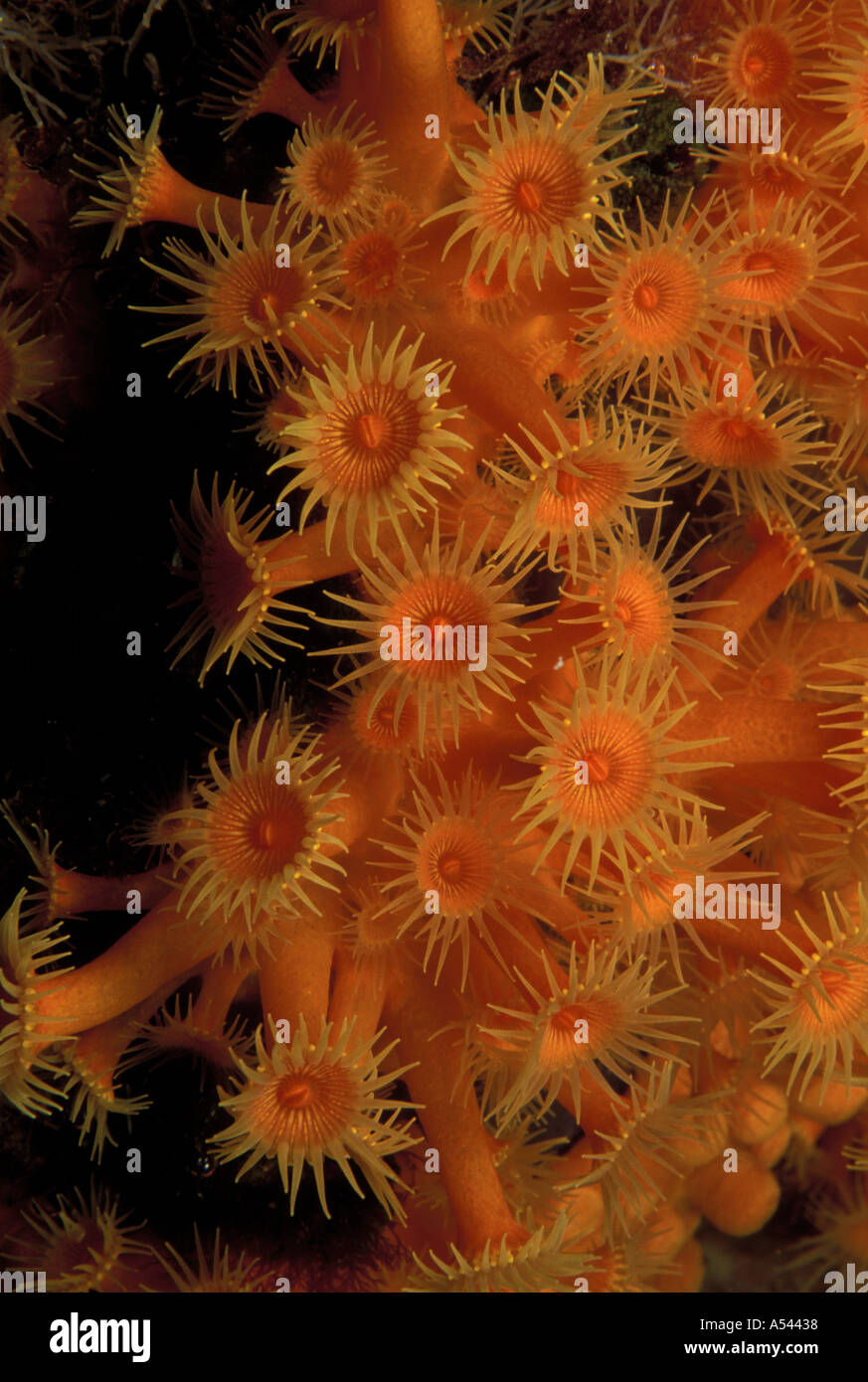 Yellow Zoanthids Parazoanthus sp Stock Photo - Alamy