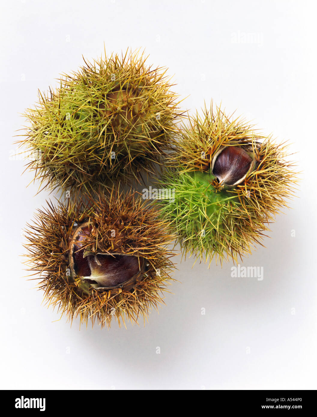 Prickly shells hi-res stock photography and images - Alamy