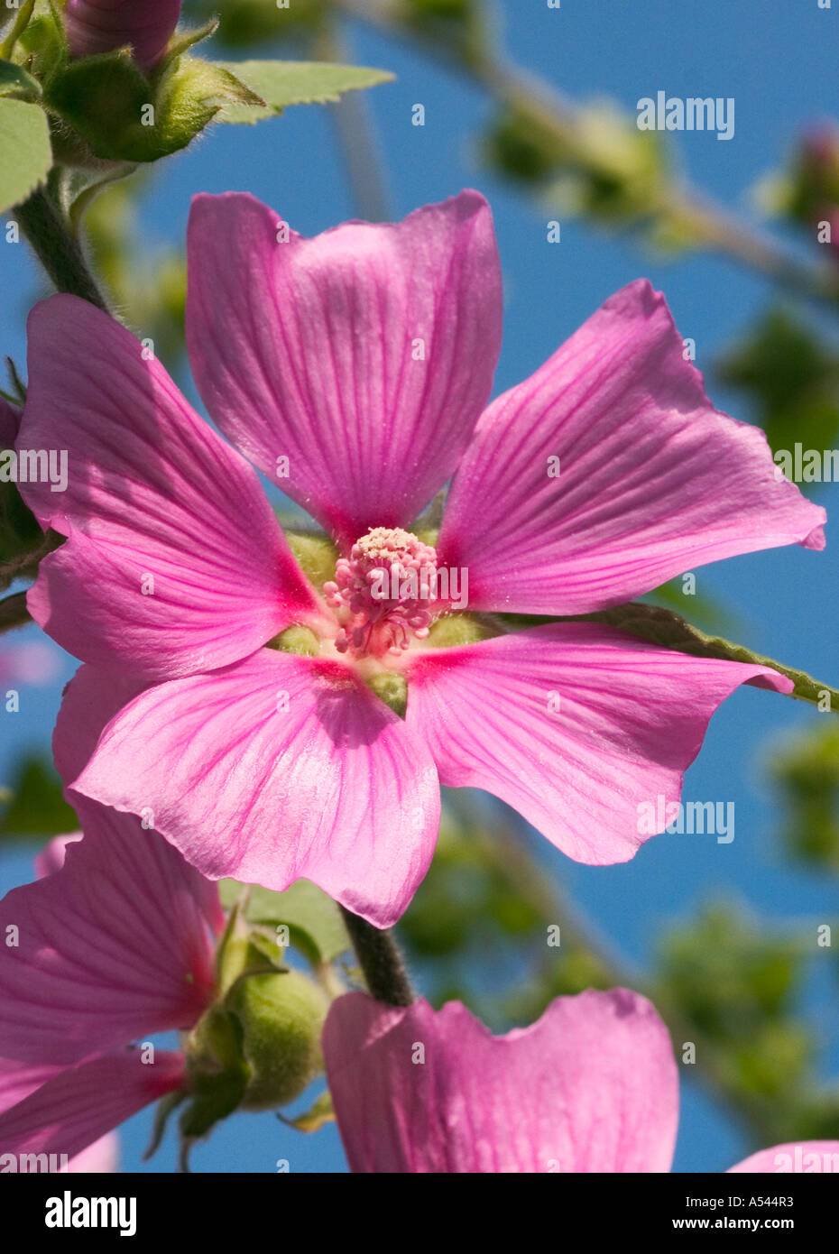 Mallow photographed in natural environment Stock Photo - Alamy