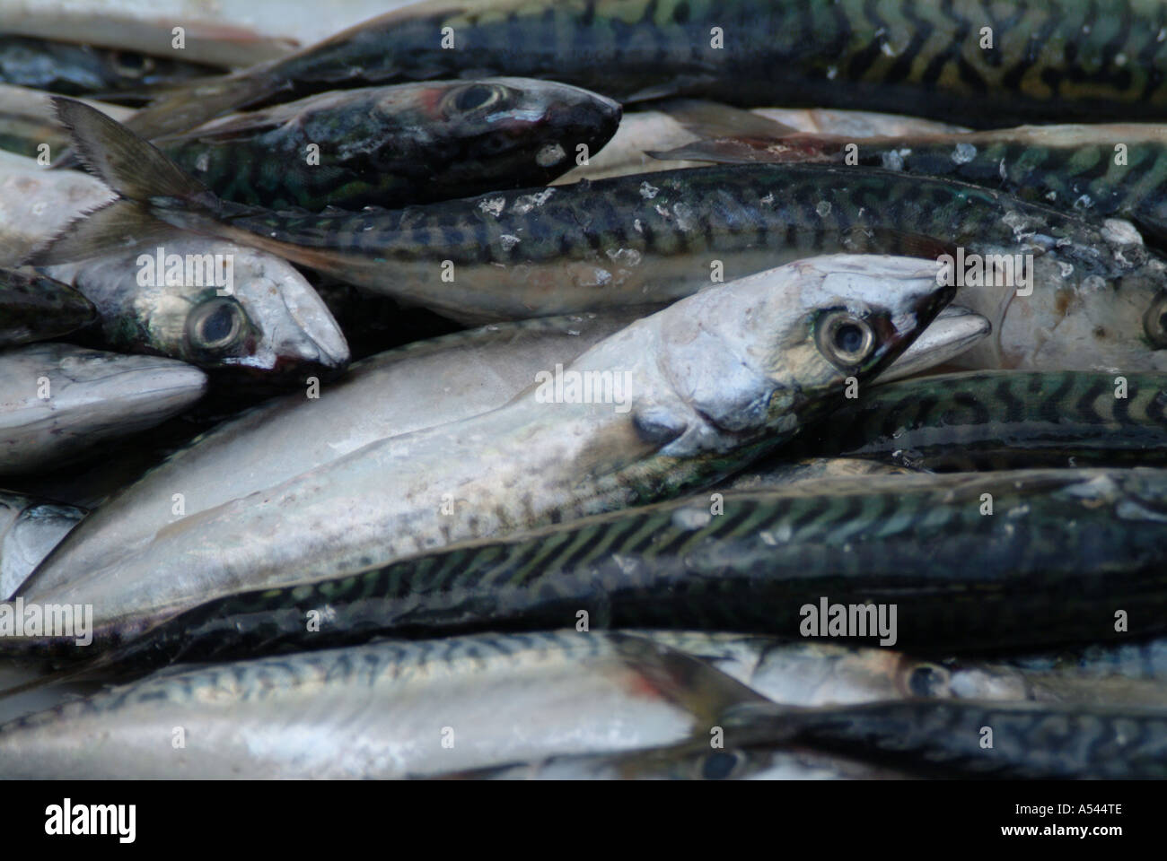 Mackerel fish on market stall Stock Photo - Alamy