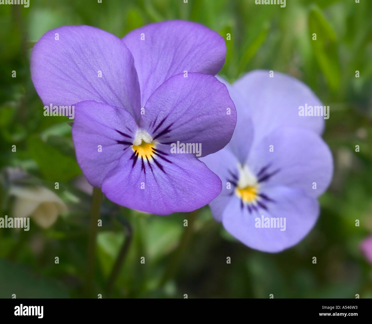 A close up shot of colorful pansies Stock Photo - Alamy
