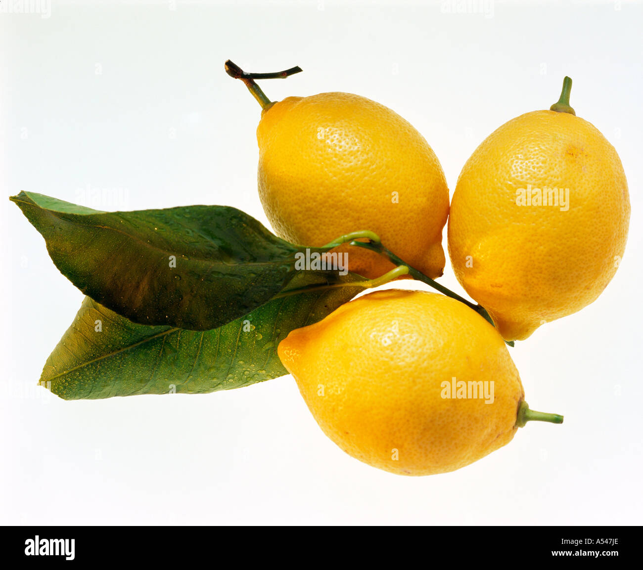 Three fresh lemons leaves hi-res stock photography and images - Alamy