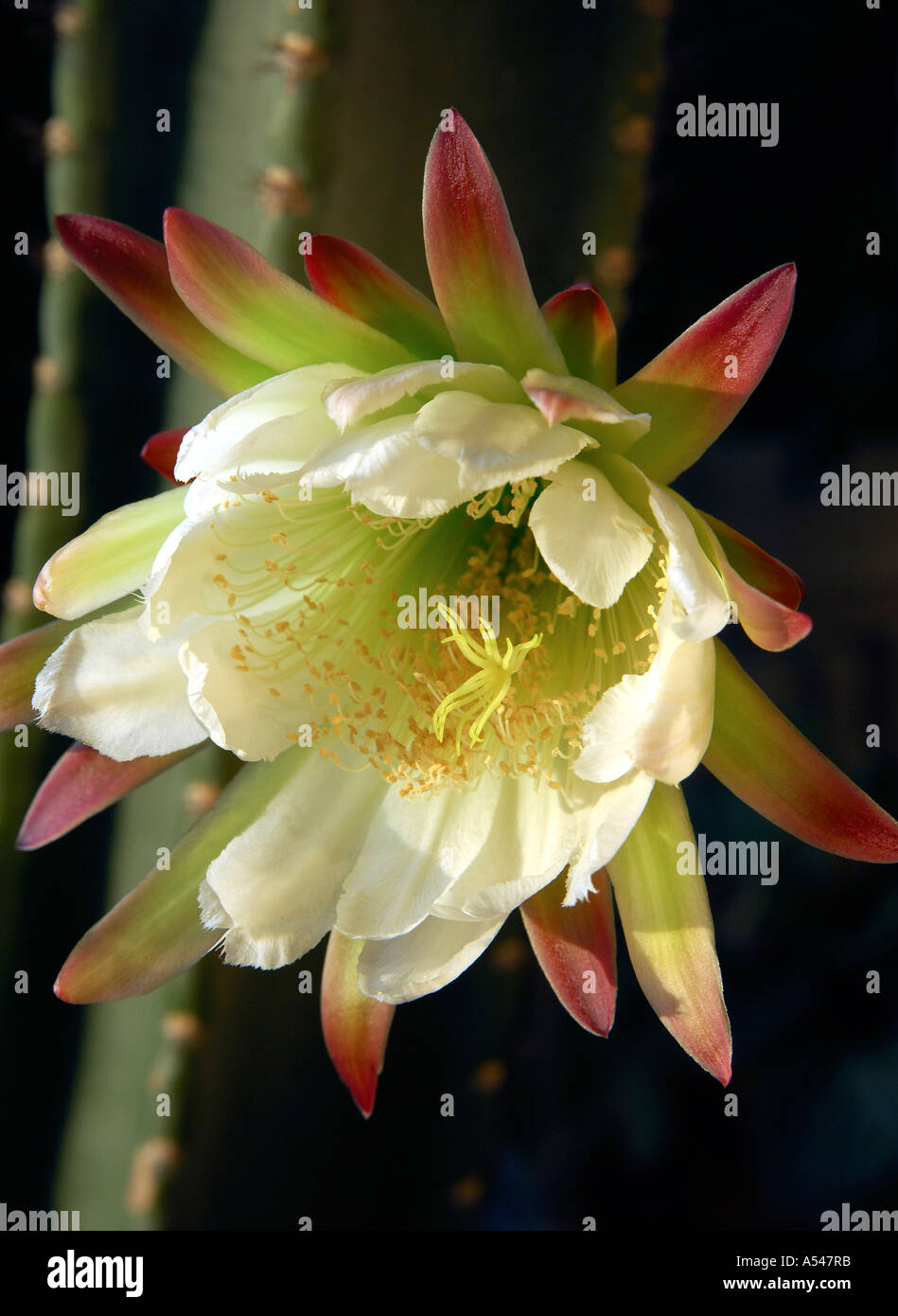 Night Blooming Cereus, Peruvian Apple Cereus peruvianus Stock Photo - Alamy