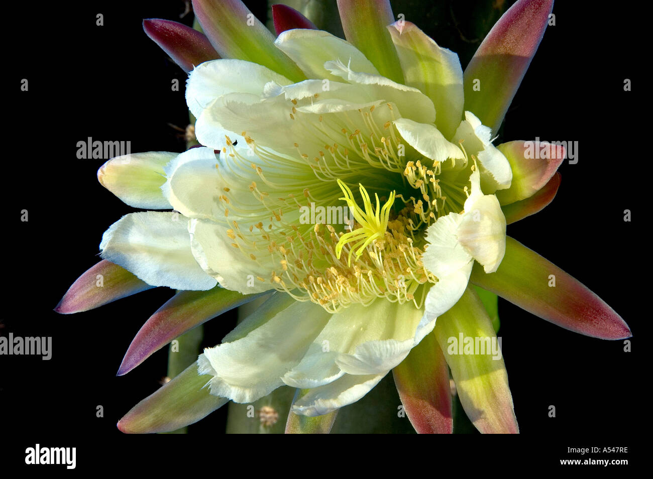 Night Blooming Cereus, Peruvian Apple Cereus peruvianus Stock Photo - Alamy