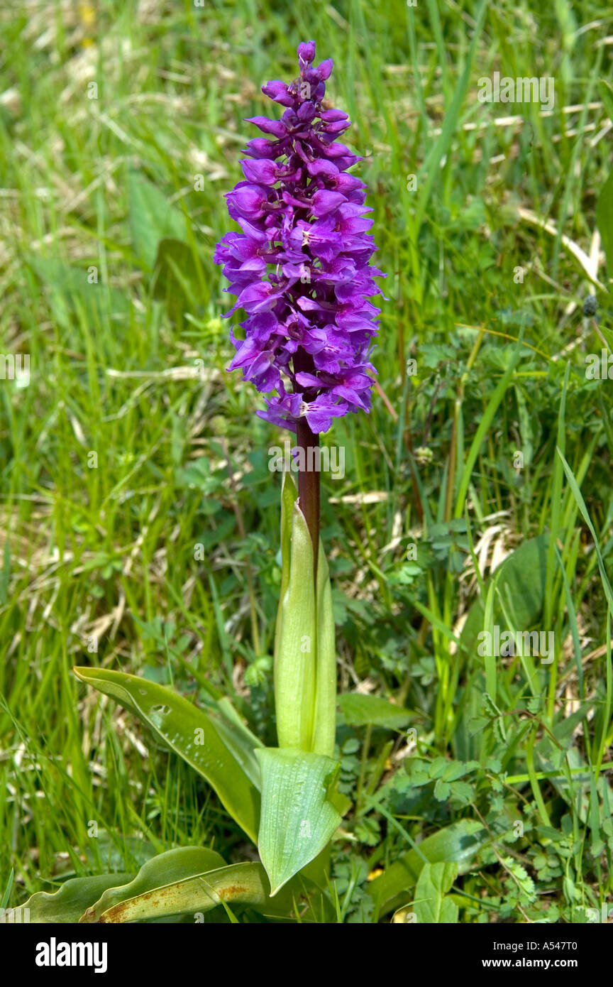 Early-purple orchid Orchis mascula Stock Photo - Alamy