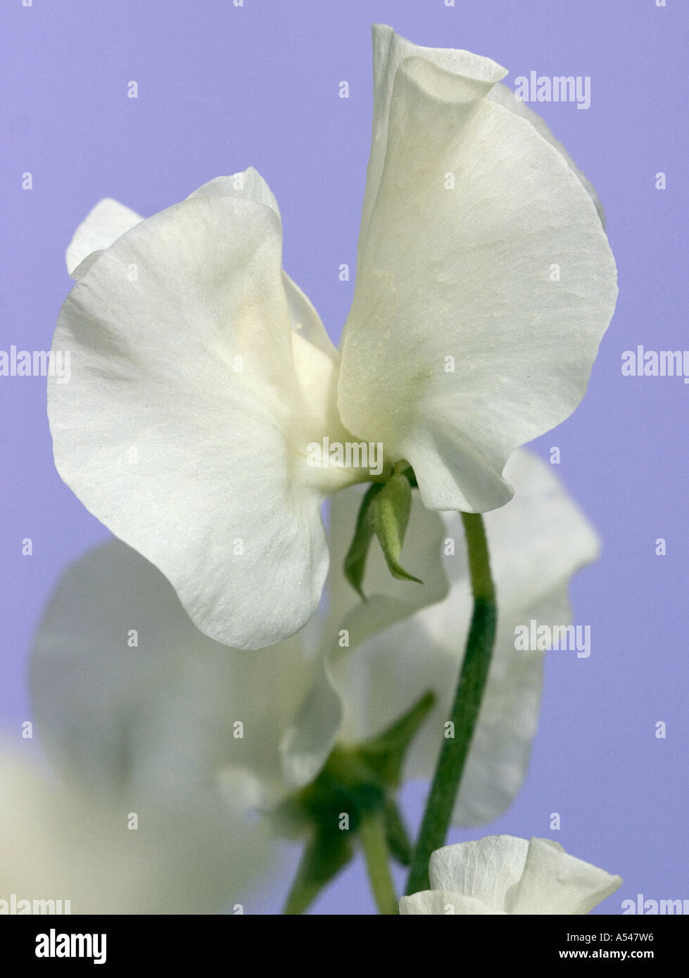 A close up of white sweet pea flowers Stock Photo - Alamy