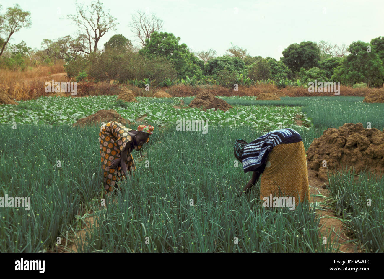 Mali crop hi-res stock photography and images - Alamy