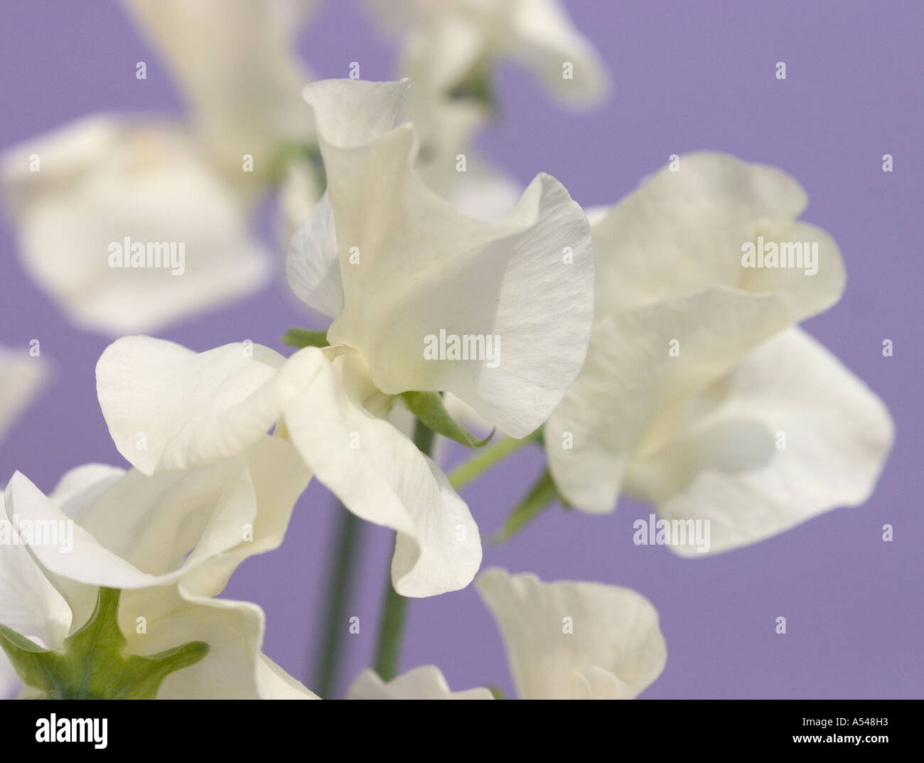 Frilly flowers hi-res stock photography and images - Alamy