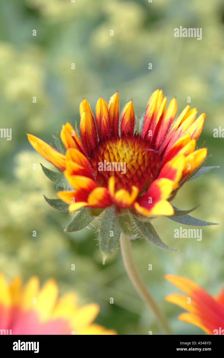 Gallardia hi-res stock photography and images - Alamy