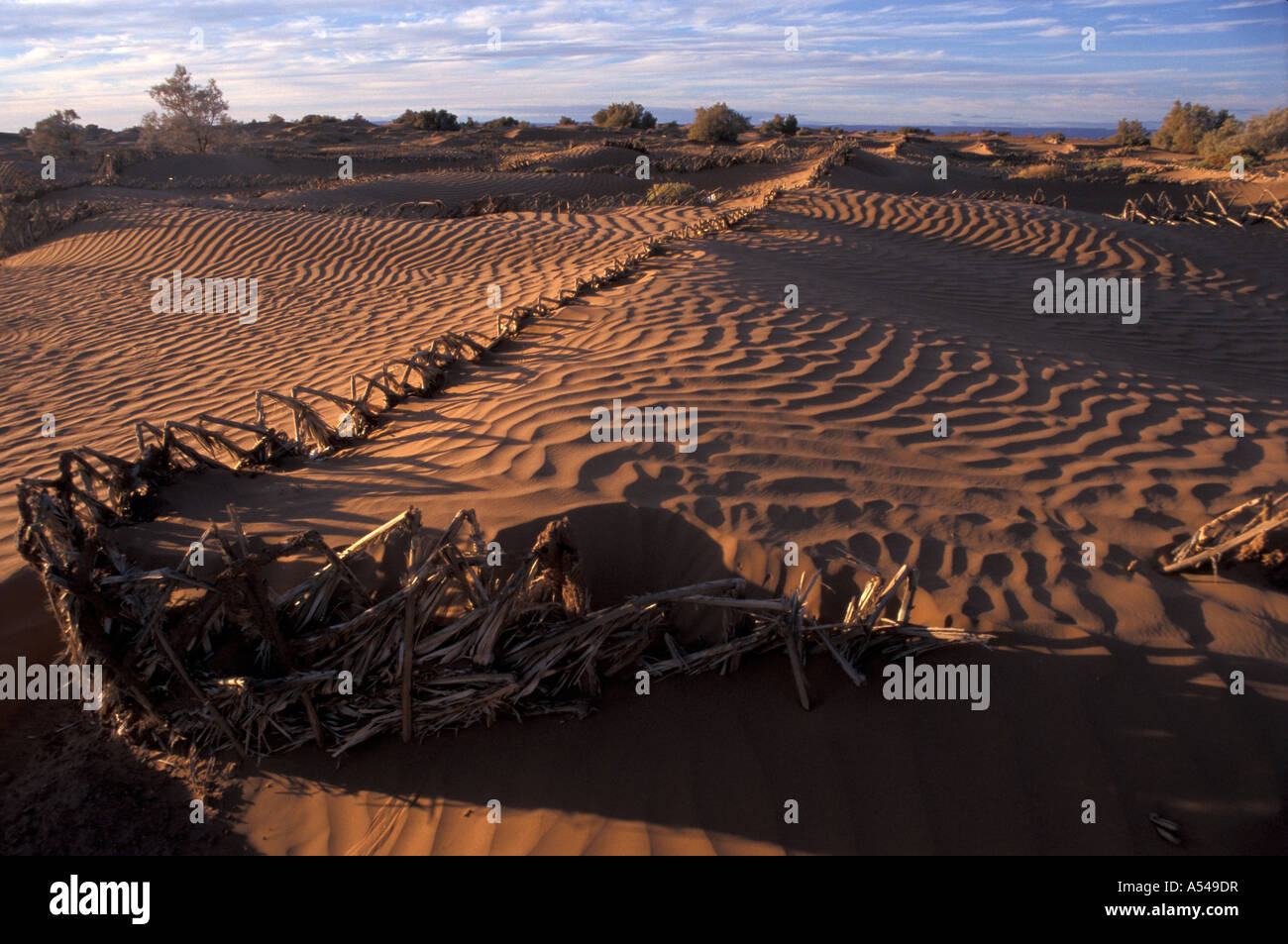 Painet hn1751 3345 morocco sand dune control mhamid trees planted grids ...