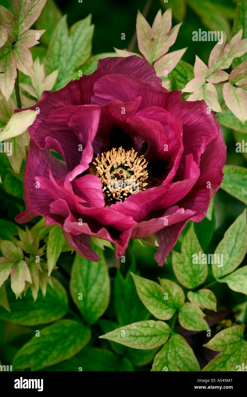 Single peony flower hi-res stock photography and images - Alamy