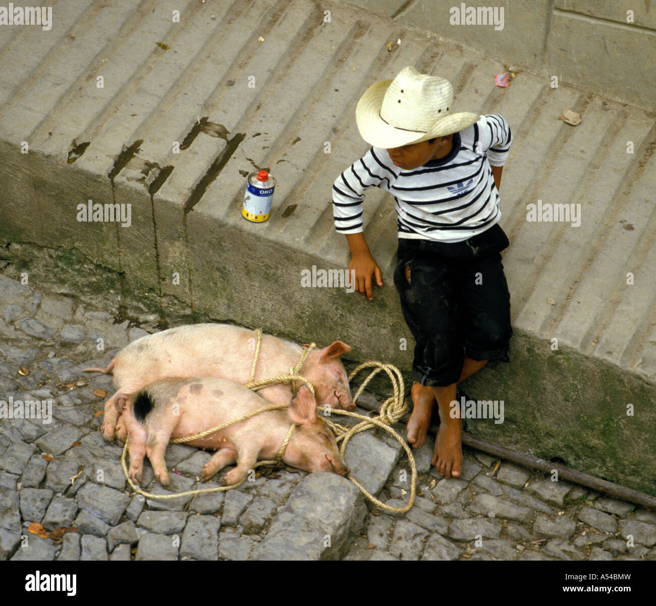 Painet hn1843 4092 mexico hispanic boy pigs cuetzalan puebla country ...