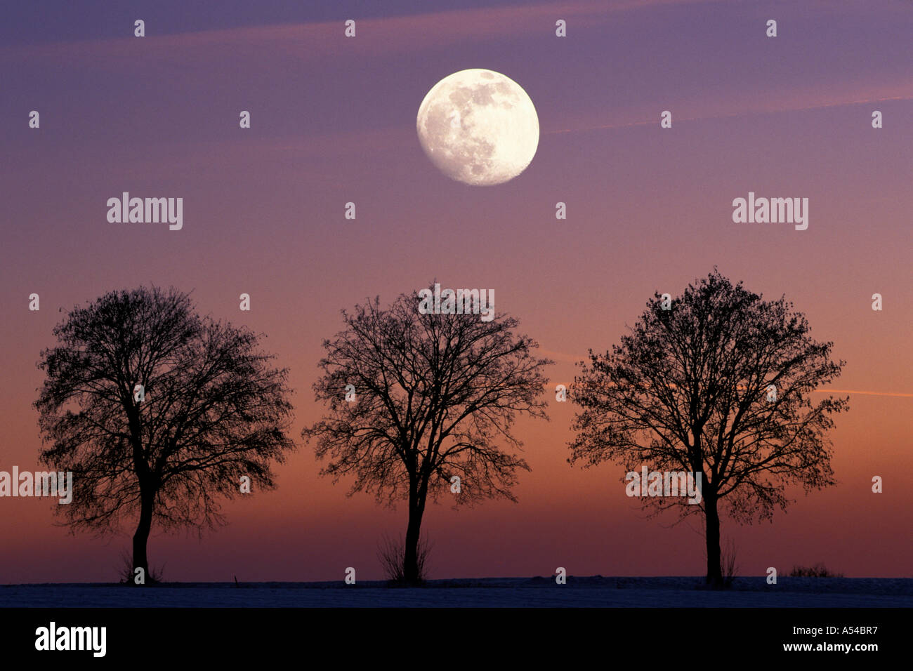 Moon and silhouettes of 3 sycamore maple trees at dusk Stock Photo - Alamy