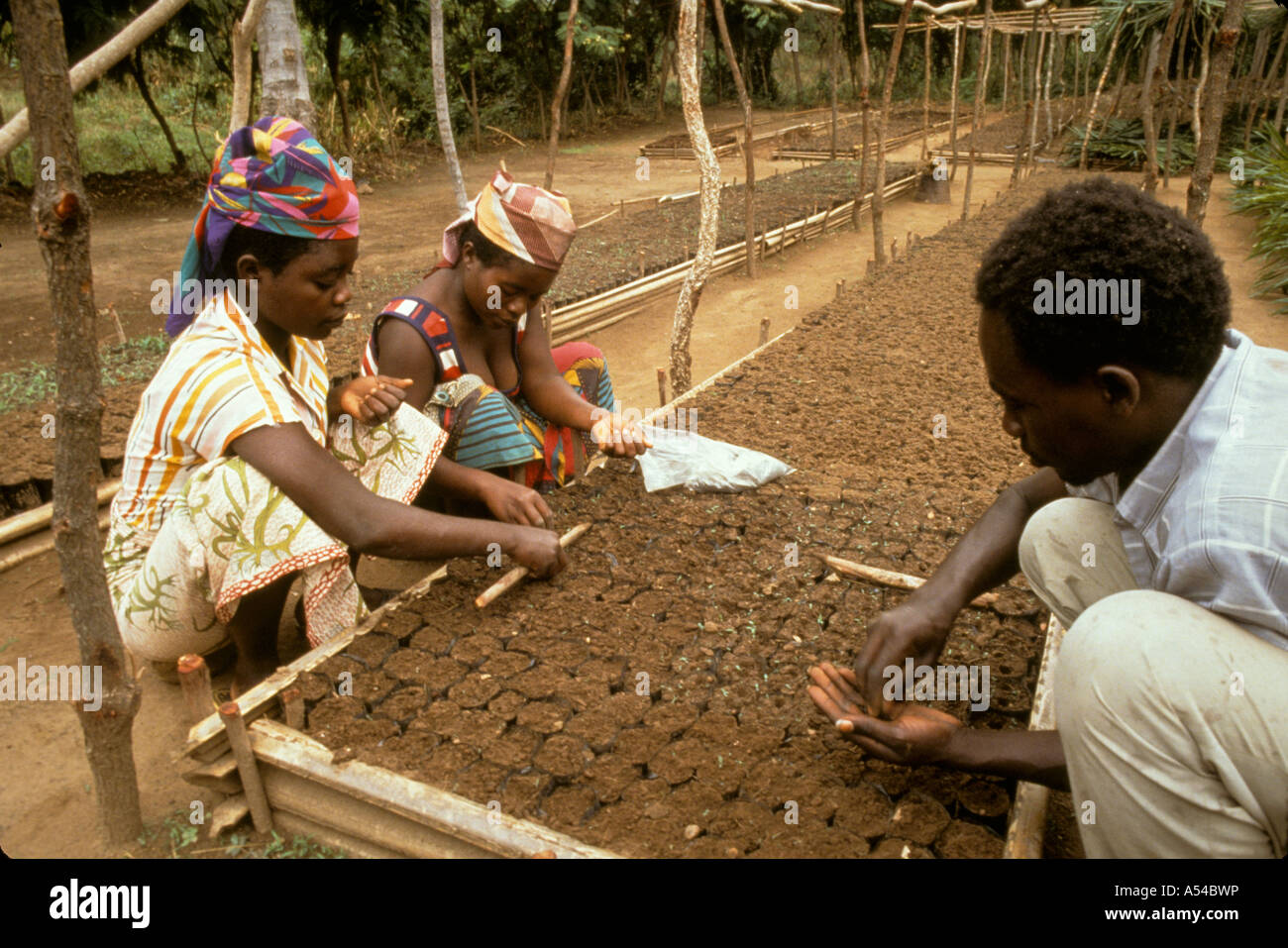 Painet hn1848 4252 burundi reforestation nursery rumonge country ...
