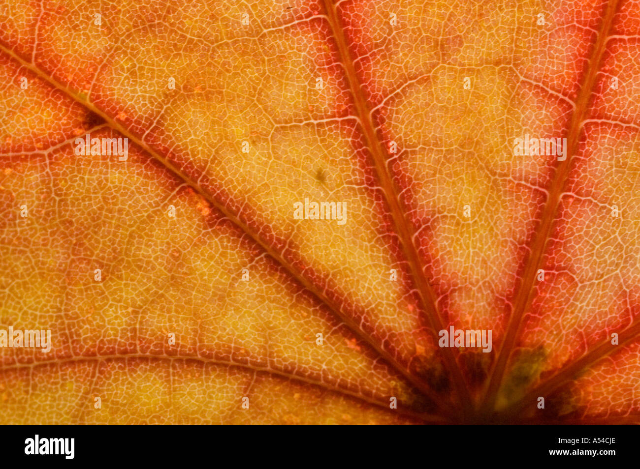 Detail of a maple leaf in autumn colours Stock Photo - Alamy