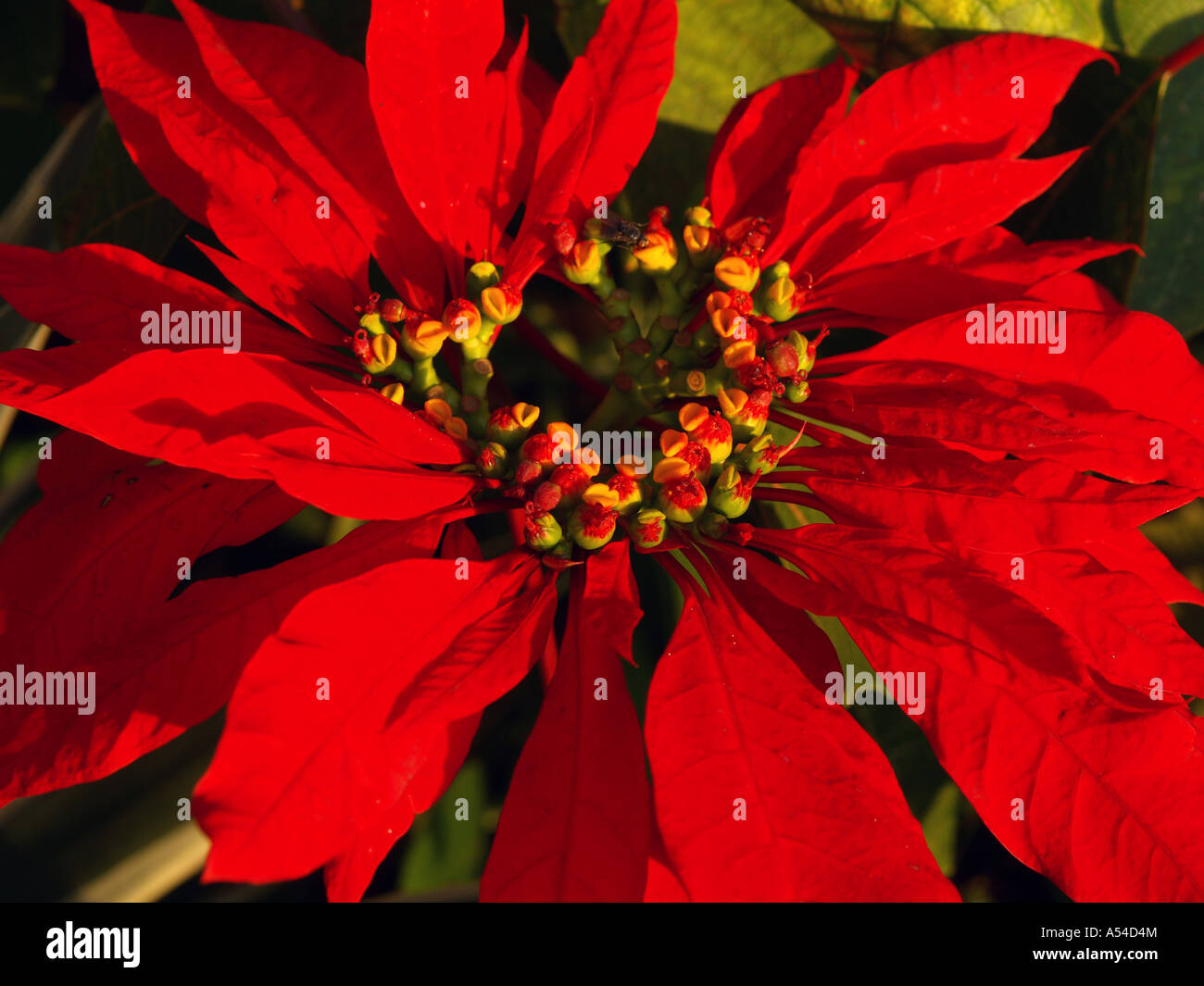 flowerage of Madeira, bloom, poinsettia Stock Photo - Alamy