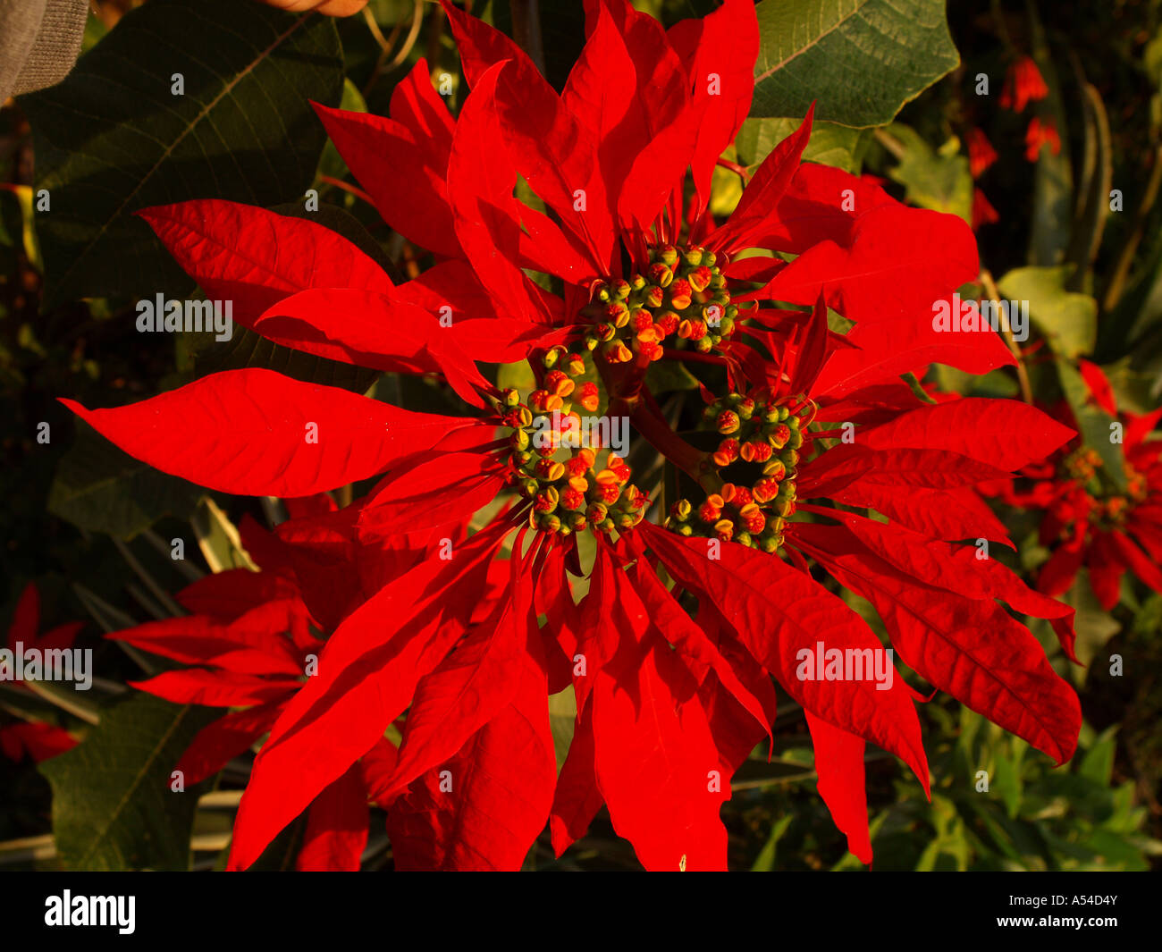 flowerage of Madeira, bloom, poinsettia Stock Photo - Alamy
