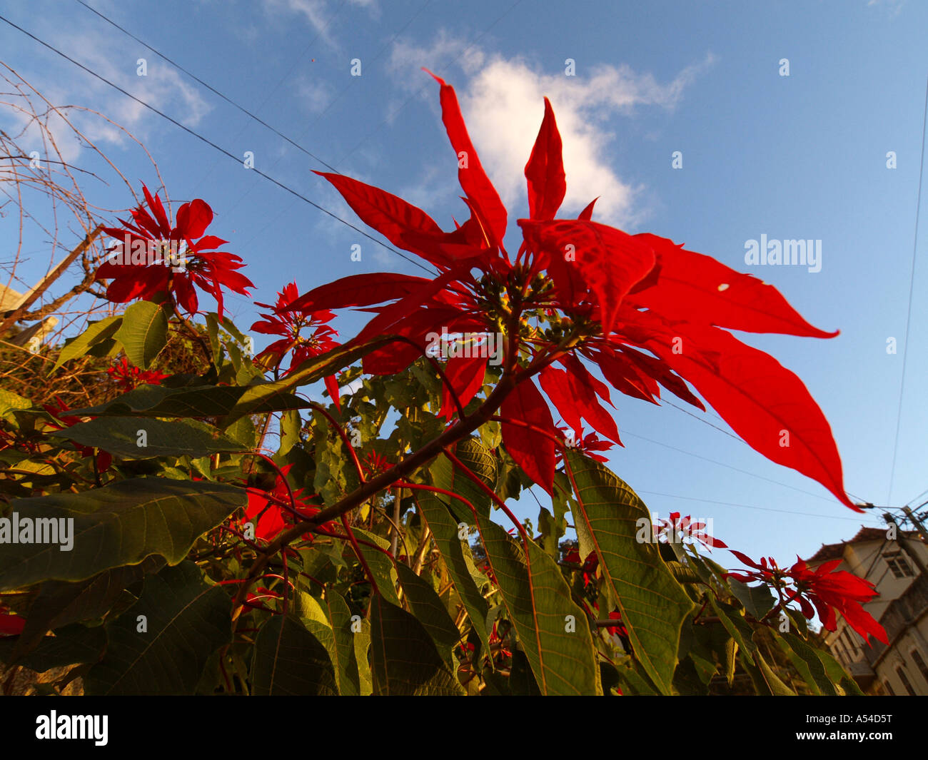 flowerage of Madeira, bloom, poinsettia Stock Photo - Alamy