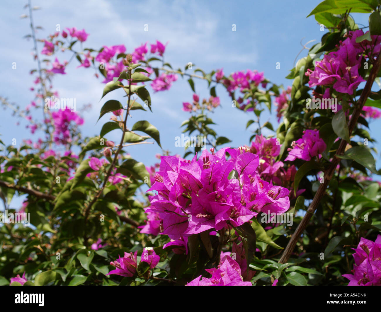 Flowerage of Madeira, Bougainvillea bloom Stock Photo - Alamy