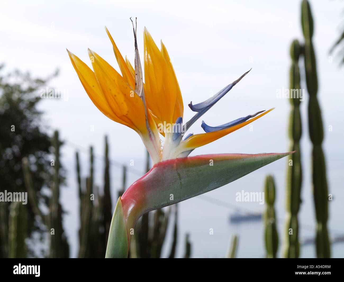 bird-of-paradise flower, Strelitzia reginae, flowerage of Madeira ...