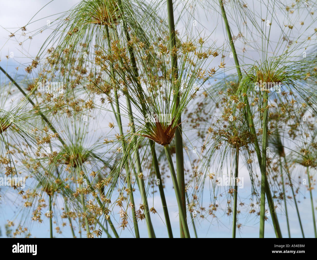 Botanical garden, papyrus plant Stock Photo - Alamy