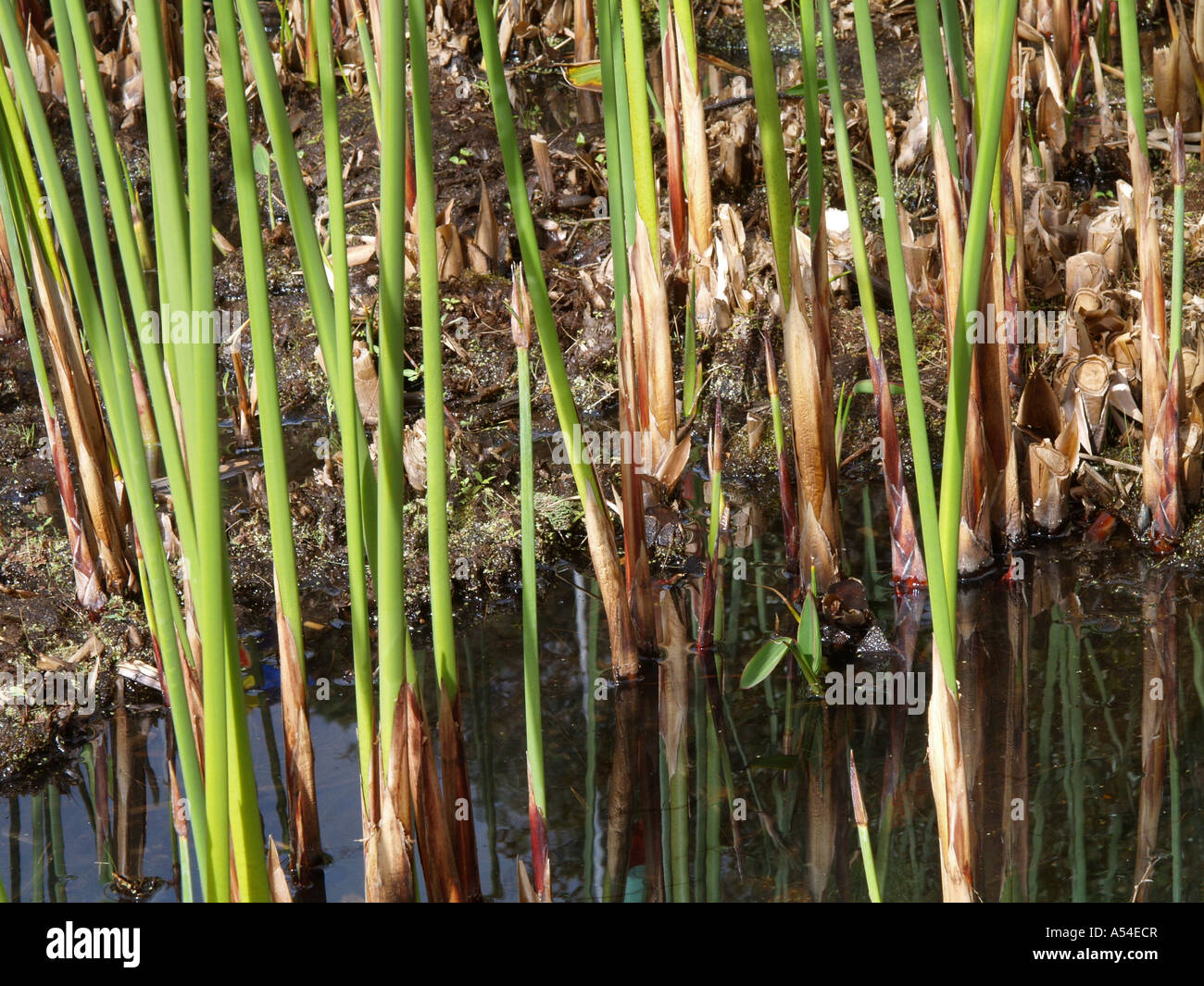 Botanical garden papyrus plant hi-res stock photography and images - Alamy