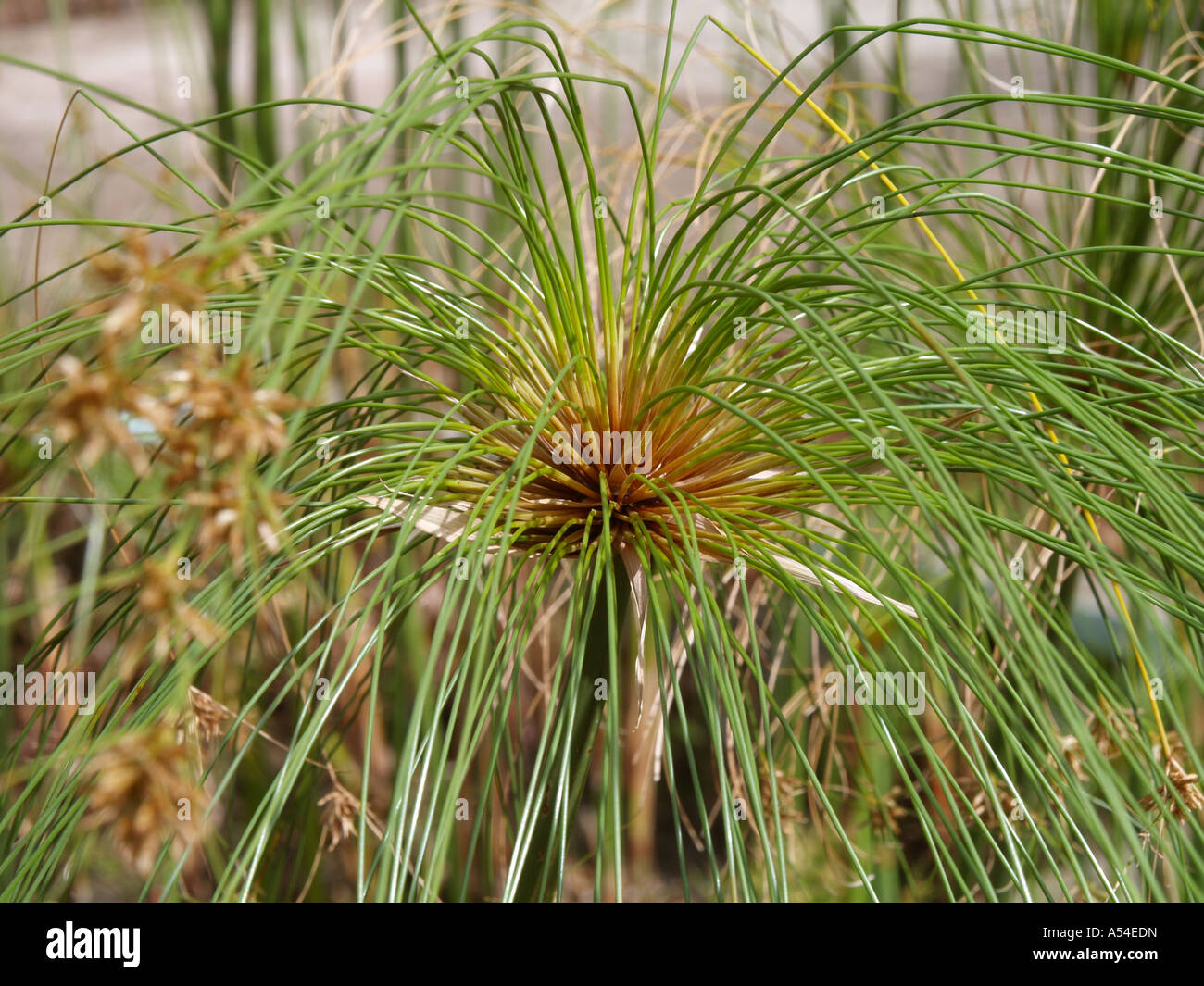 Botanical garden, papyrus plant Stock Photo - Alamy
