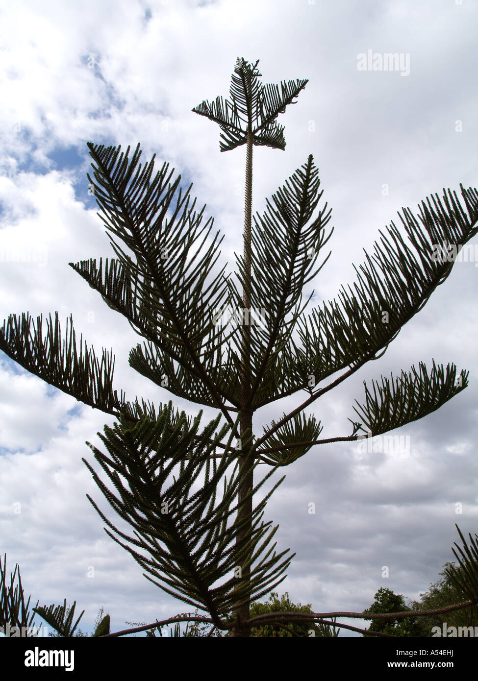 Botanical garden, Araucaria araucana Stock Photo - Alamy