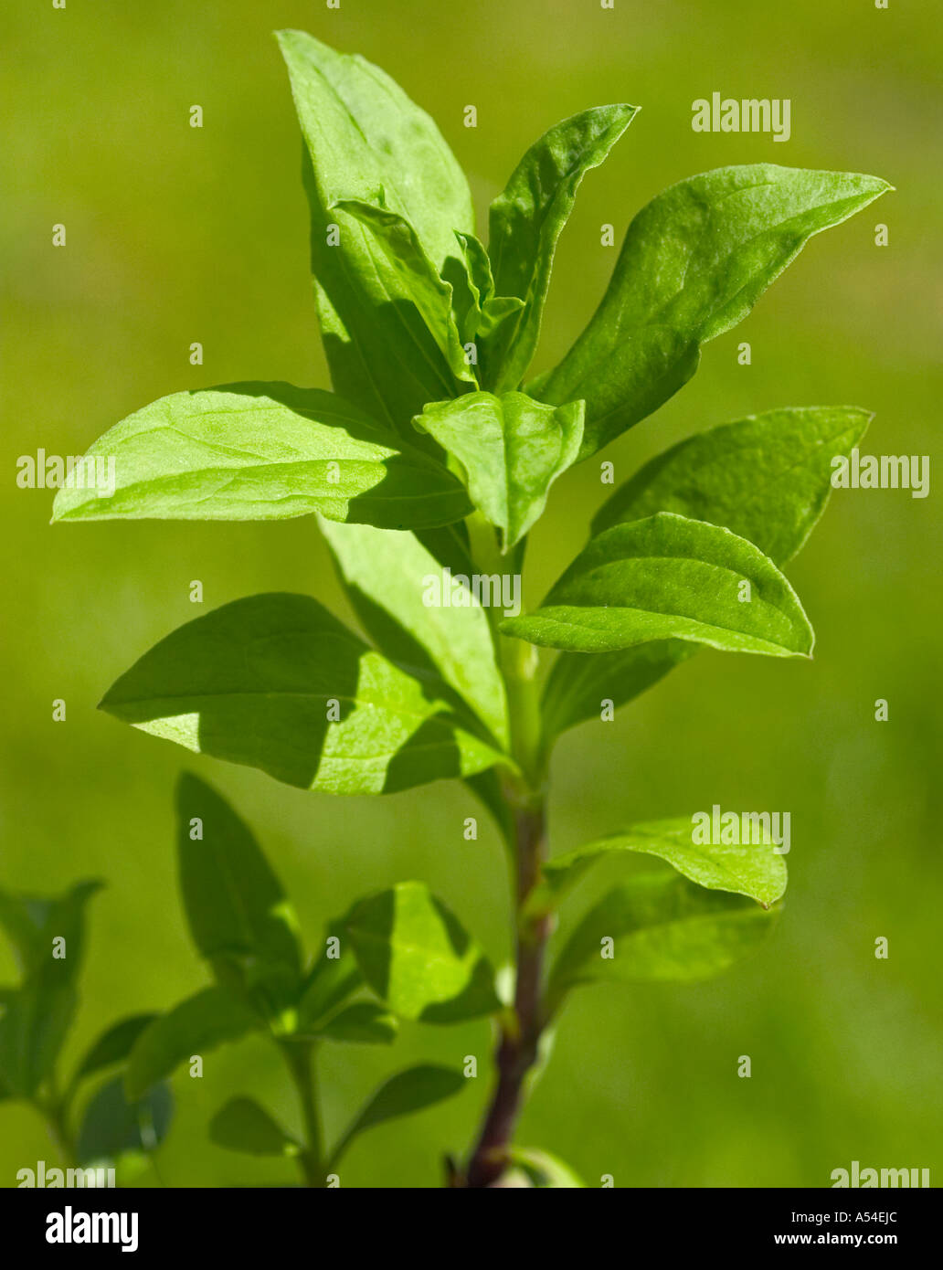 Soapwort plant hi-res stock photography and images - Alamy